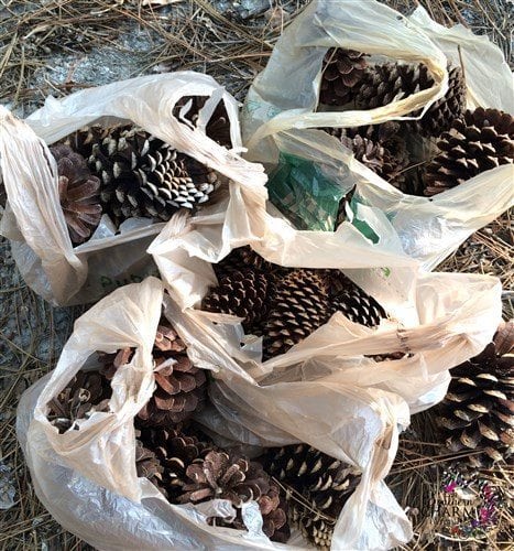 Prepare Pine Cones for Wreaths